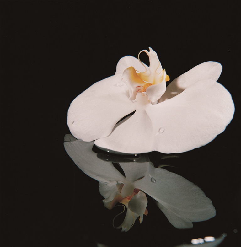 Iran; My Beloved Flower – Maryam Zandi